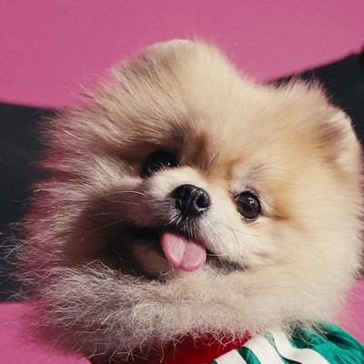 adidas Expands Pet Collection With FIFA World Cup 2026™ Home Jerseys ...