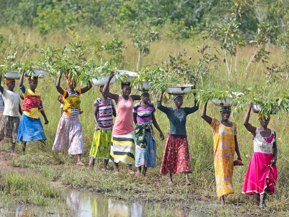 Women planting trees