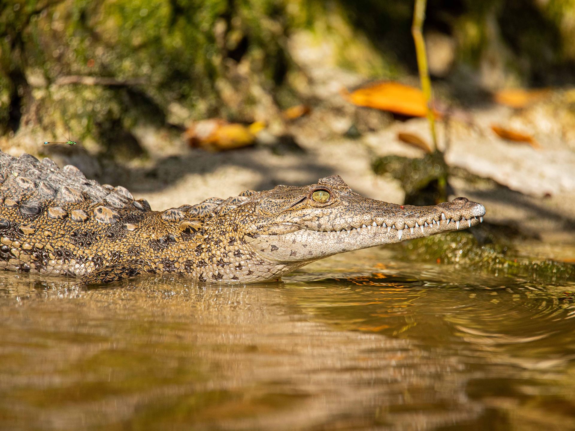 Everglades National Park - Crocodile