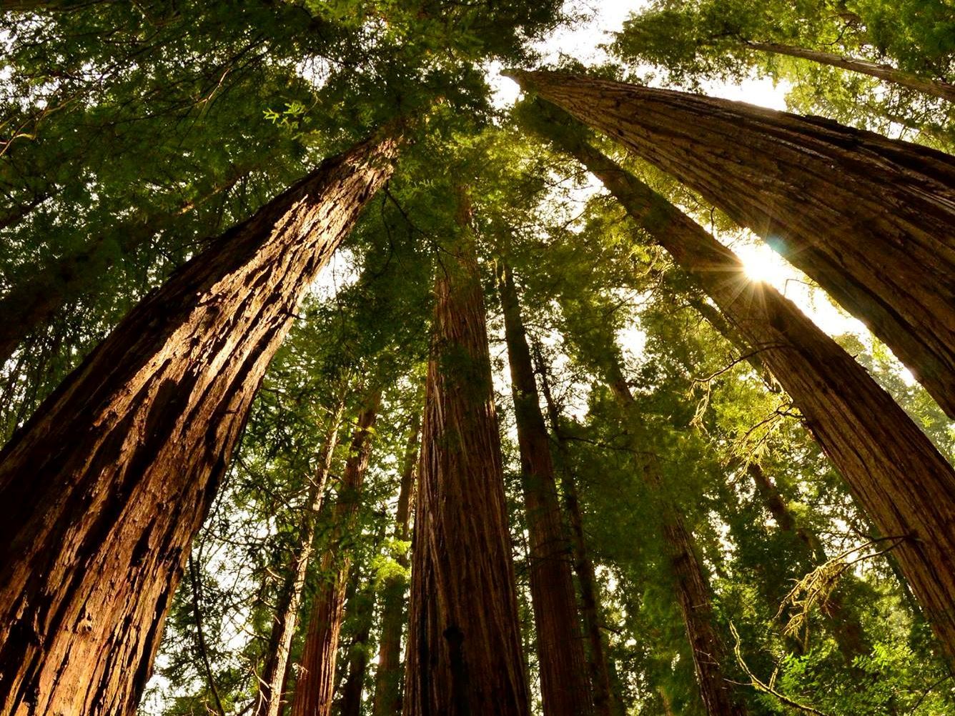 Redwood National and State Parks