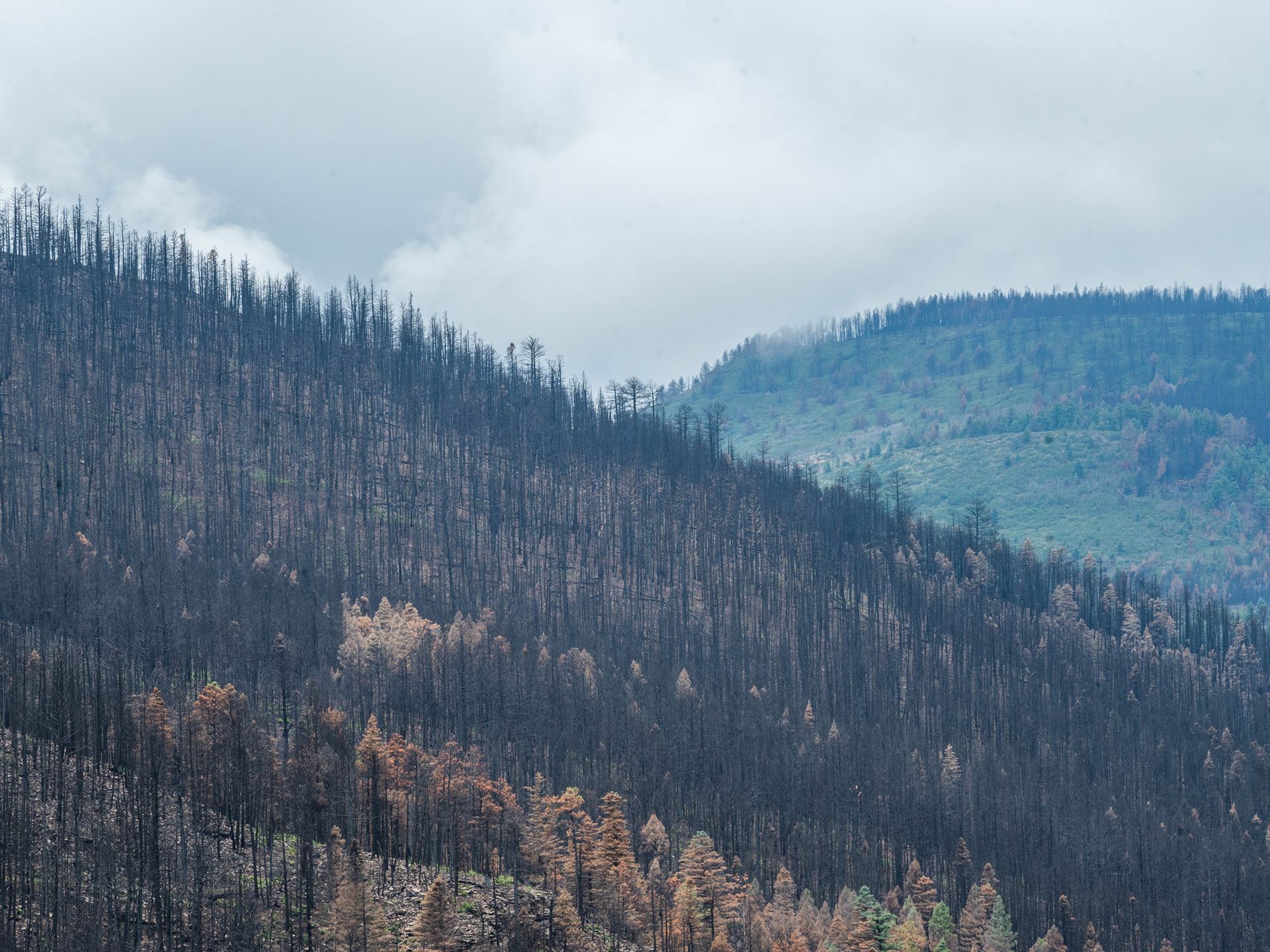 Mora_Fire_Recovery.jpg-3