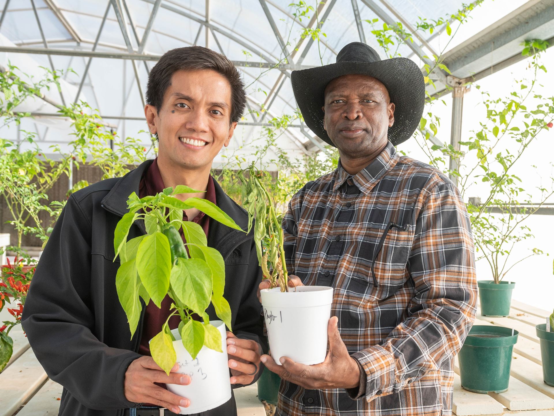 Chile wilt disease