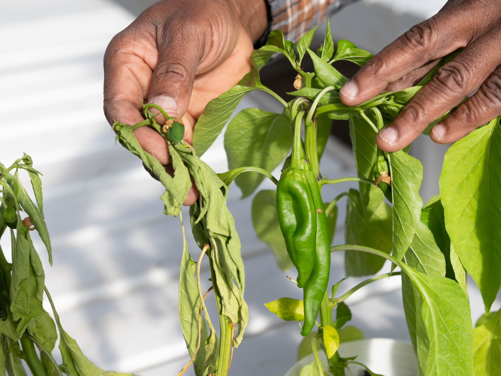 Chile wilt research
