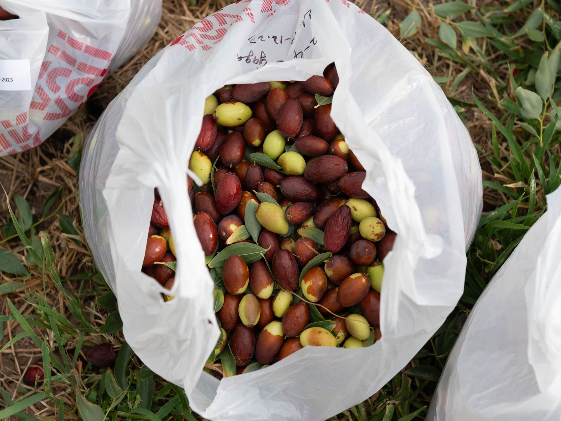 Bag of freshly picked jujubes at Leyendecker