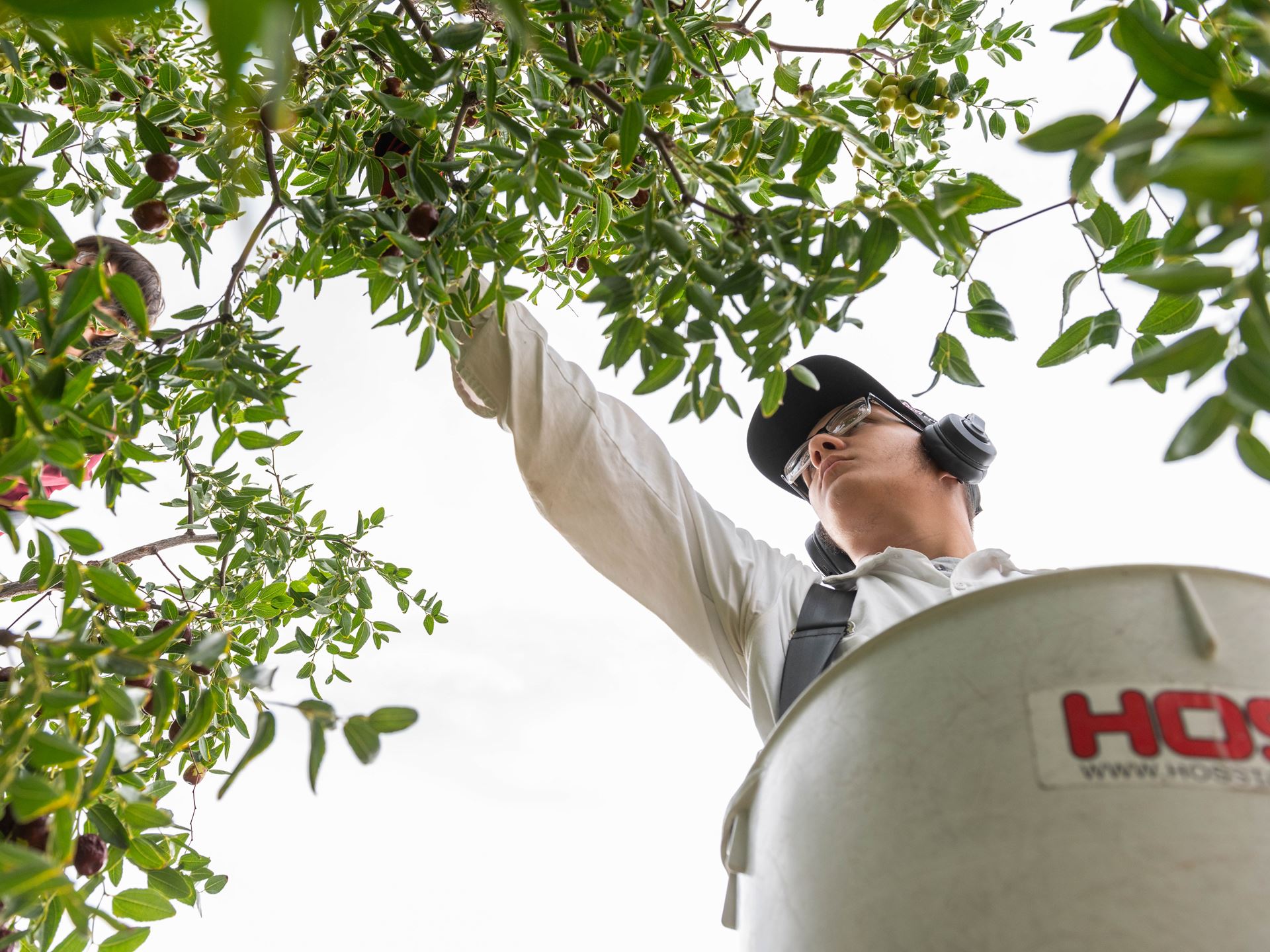 Research team picking jujubes from jujube cultivar trees at Leyendecker