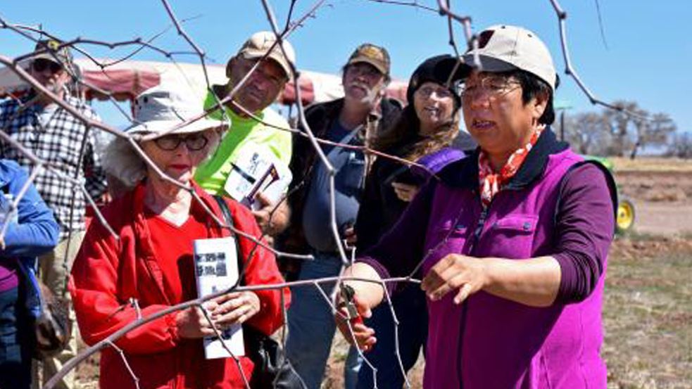 NMSU to host jujube fruit tree growing habits, pruning workshop in ... NMSU to host jujube fruit tree growing habits, pruning workshop in ...