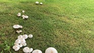 NMSU Researcher Warns Against Mushrooms Growing In Community