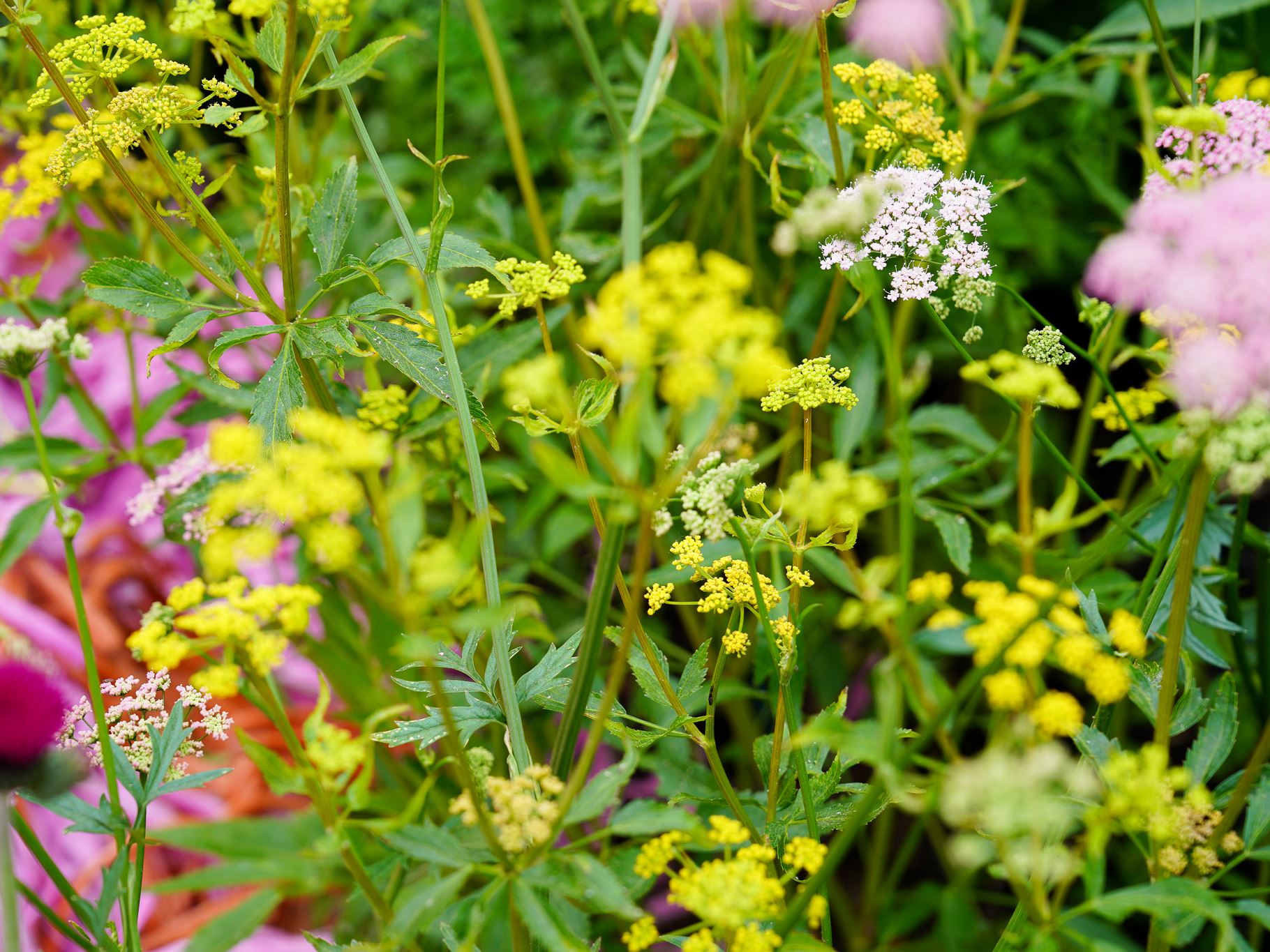 SAATCHI GALLERY ANNOUNCES 2025 RHS CHELSEA FLOWER SHOW GARDEN WITH MULTI−DISCIPLINARY ARTIST ...